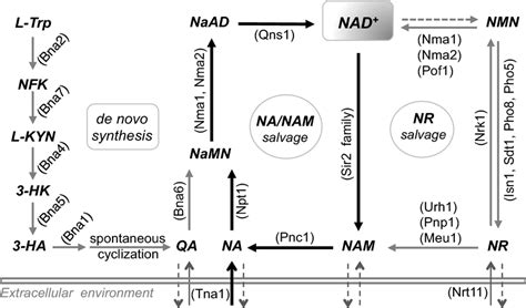 Nad⁺ Biosynthesis Pathways In Budding Yeast Saccharomyces Cerevisiae
