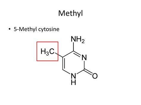 Carbon And Molecular Diversity Of Life Ppt Download