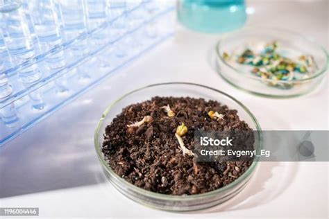 실험실에서 Gmo 공장을 테스트하는 과학자 생명 공학 및 Gmo 개념 0명에 대한 스톡 사진 및 기타 이미지 0명 Dna Stem 주제 Istock