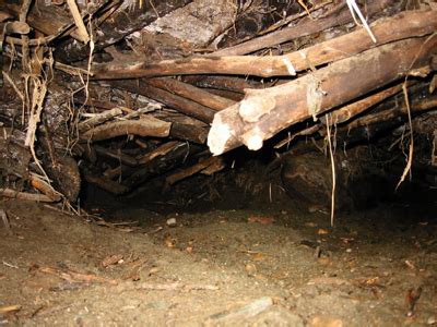 Inside A Beaver Lodge