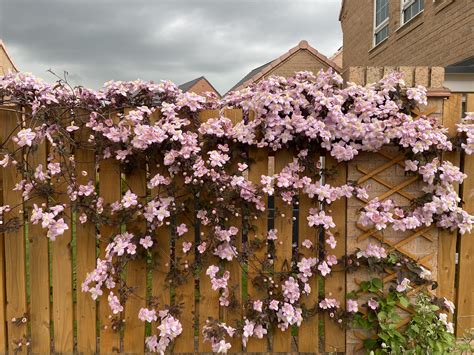 Clematis Fence Cover