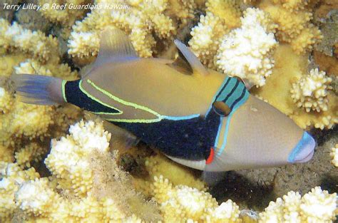 Critter Understanding Origin Of Humuhumu Nukunuku A Pua‘a Name The