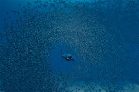 Github Cristianqiuunity Flocking Cpu Gpu Cpu And Gpu Flocking