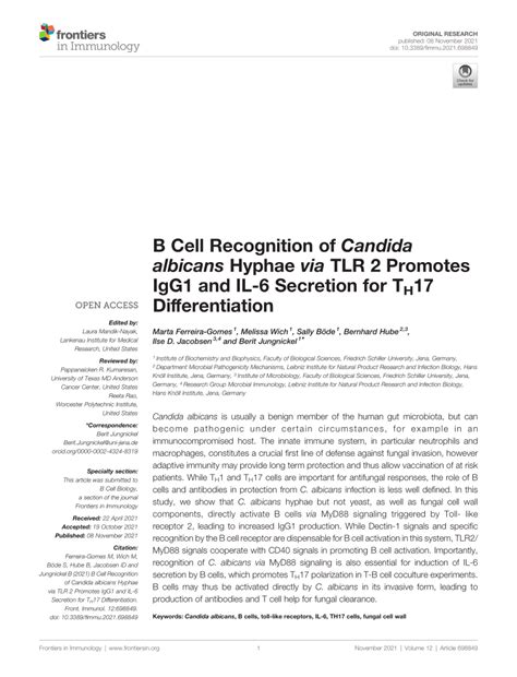 Pdf B Cell Recognition Of Candida Albicans Hyphae Via Tlr 2 Promotes