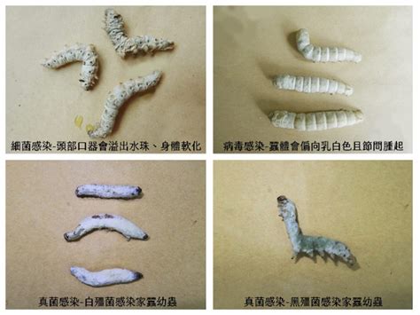 養出健康家蠶種原有撇步 顧好蠶室防治病害選育繁殖 農傳媒