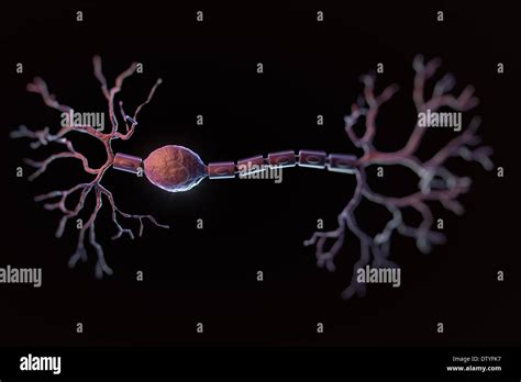Bipolar Neuron Stock Photo Alamy