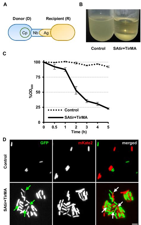 Genetically Encoded Synthetic Adhesins For Programming Bacterial Download Scientific Diagram