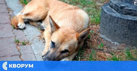 Преброиха безстопанствените кучета в община Тутракан за 2024 година Кворум Силистра