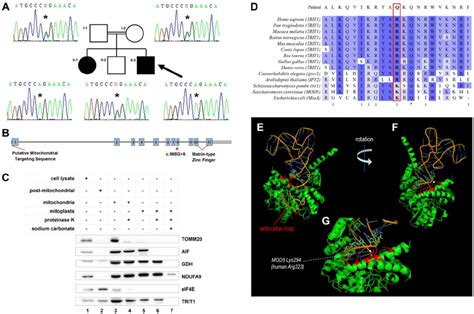 A Trit1 Mutation Segregates With Disease And Disrupts A Conserved