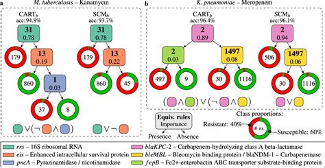 Interpretable Genotype To Phenotype Classifiers With Performance