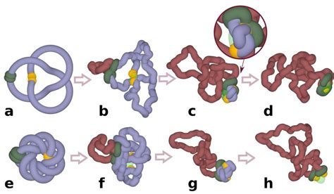 Chromatin Loop Extrusion Unknots Individual Loop Forming Tads Modelled