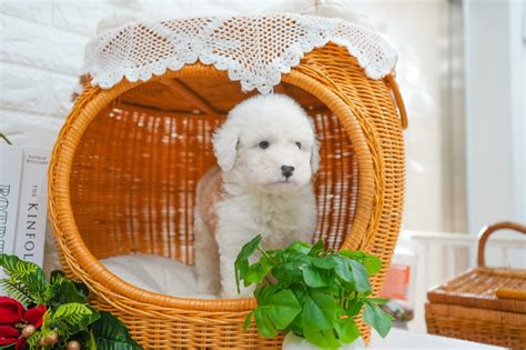 골든두들 공주님을 소개합니다 골든두들분양 폼스키분양 아이들