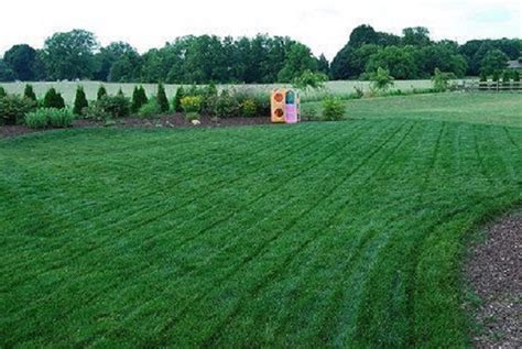 Fertilizing With Iron