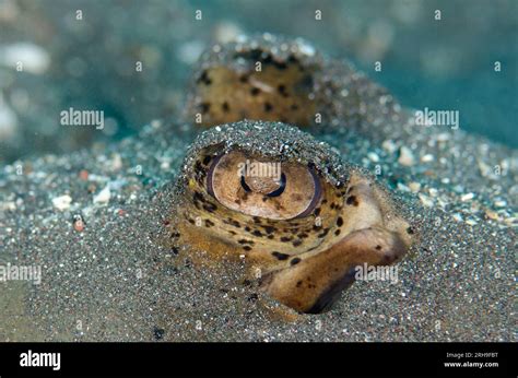 Eyes Of Sand Covered Blue Spotted Fantail Ray Taeniura Lymna Sedam Dive Site Seraya Bali