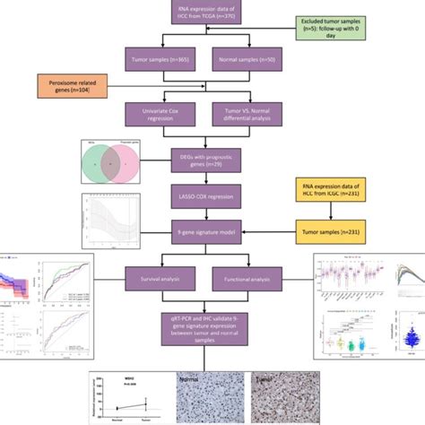 Flow Chart Of Data Collection Analysis And Experiment Download Scientific Diagram
