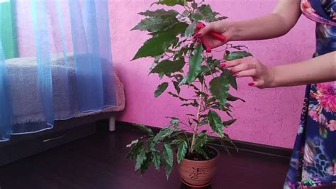 Формирую крону дерева гибискуса 🌺 Или как подстричь китайскую розу правильно 🌹 растения цветы