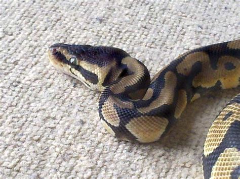Royal Python Photos The Royal Uk Royal Python Care Sheet