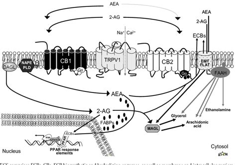 Schematic Representation Of ECS Components Download Scientific Diagram