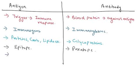 Solved 19 What Is The Difference Between An Antigen And An Antibody In Your Answer Point Out