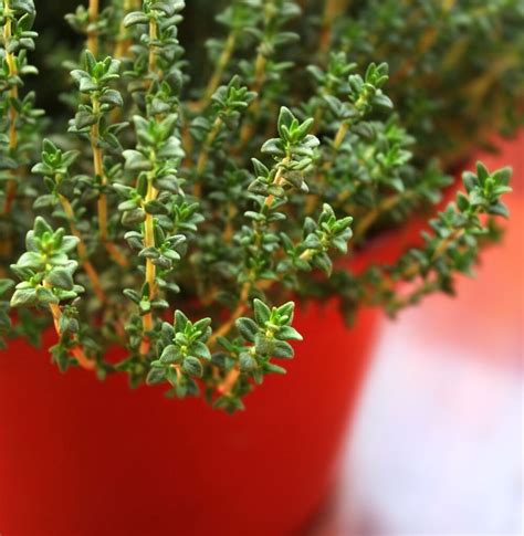 How To Propagate Begonias