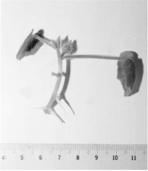 Anther Derived Squash Plantlet With Roots Suitable For Transplanting