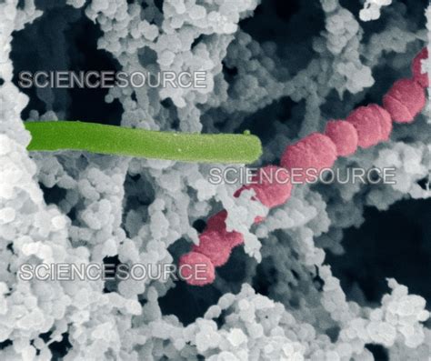 Photograph Lactic Acid Bacteria Science Source Images