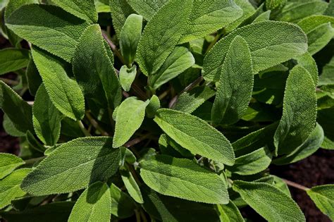 200000 Free Sage Plant And Sage Photos Pixabay