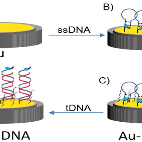 Schematic Representation Of The Biosensor A Polycrystalline Gold Download Scientific Diagram