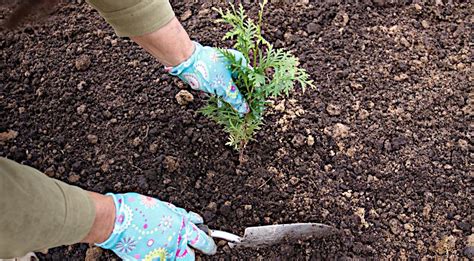 Выращивание туи посевом семян осенью: полный мастер-класс с фото ...