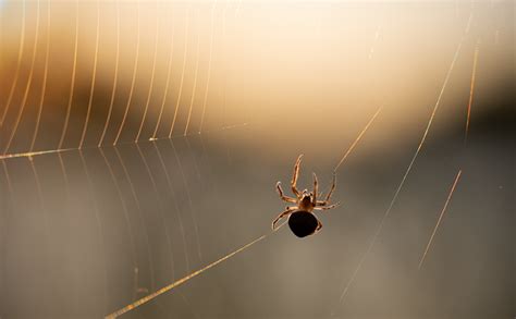 Free Spider Png Spider Images Pixabay