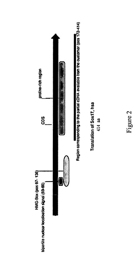 Definitive Endoderm Patented Technology Retrieval Search Results Eureka Patsnap