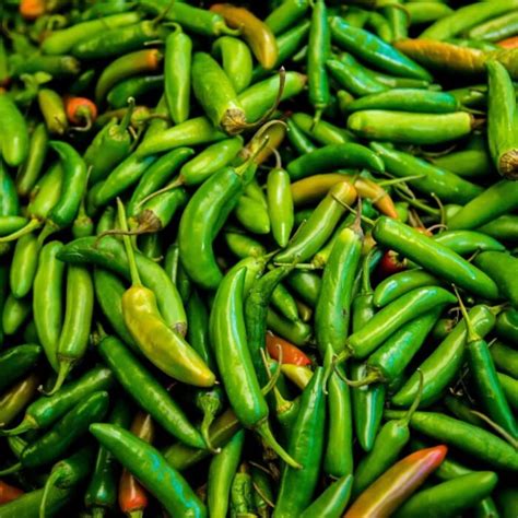 Serrano Chilli Seeds 10 Seeds Grow Authentic Mexican Chillies