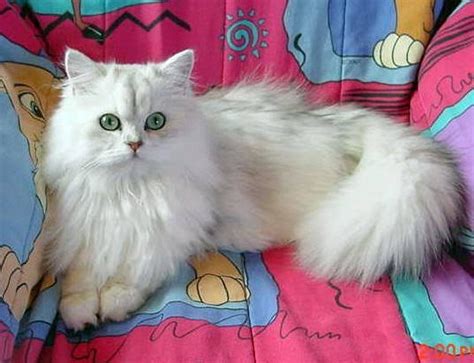 แมวเปอร์เซียราคางามๆ Ennxo