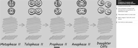 Metaphase Ii Telophase Ii Prophase Ii Anaphase Ii Daughter Cells Phase 4 Completion Of Meiosis