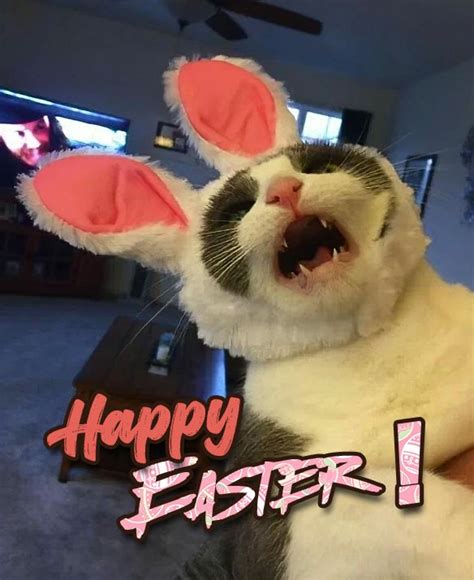 Happy Easter Imgur Album On Imgur