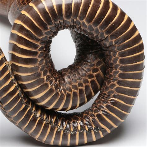 Taxidermy King Cobra With Seed Pearl Eyes Early 20th C Ebth