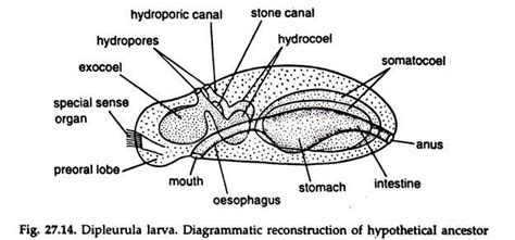Larvial Forms Of Echinoderms With Diagram