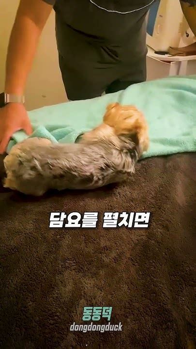 낮잠 자고 싶을 때마다 아빠한테 조르는 강아지 Youtube