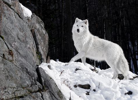 Arctic Wolf