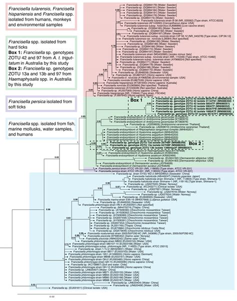 Bayesian Phylogenetic Tree Of 16s Sequences Of Francisella Species The