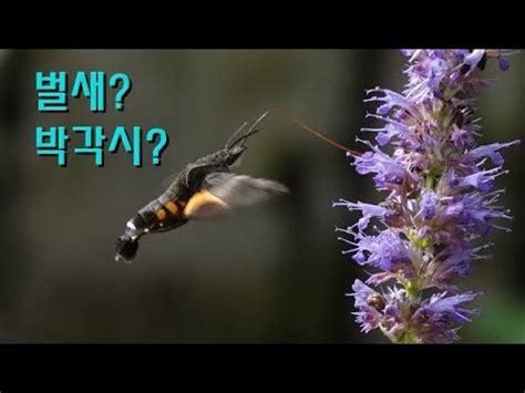 정지비행의 고수 벌새라 오해하는 작은검은꼬리박각시 YouTube