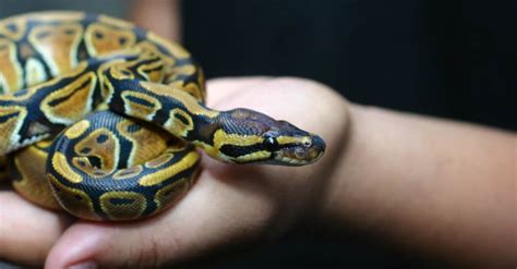 Discover The Largest Python Ever To Live 26 Feet A Z Animals