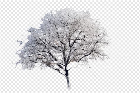 Premium PSD Tree In Snow Isolated On Transparent Background