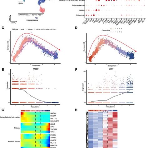 Trajectory Of Epithelial Cell Deterioration A Umap Clustering Of