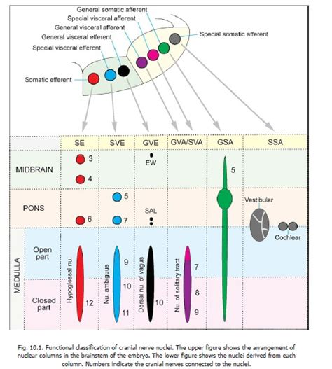 Functional Component ของ Cranial Nerve Clinical Anatomy