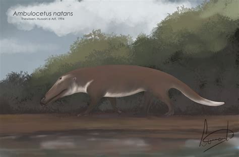 When Whales Walked Ambulocetus Natans By Leonardismos On Deviantart