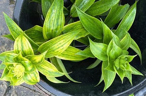 Losing The Lilies Or When It All Goes Pear Shaped
