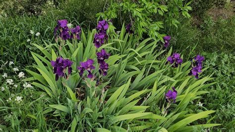 Навела красоту на террасе Ирисы и сирень благоухает Новые клематиты доехали работы невпроворот