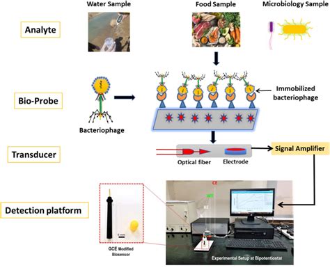An Illustration Of The Workflow Of Phage Based Biosensor Download Scientific Diagram