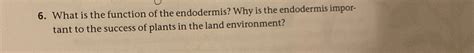Solved What Is The Function Of The Endodermis Why Is The